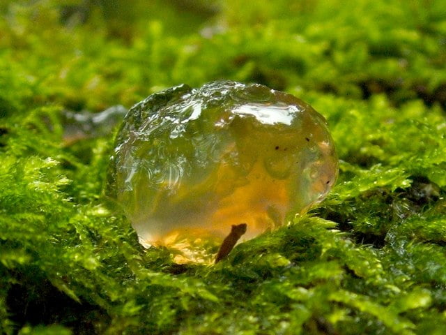 Small, gelatinous blobs along N.J. Seashores are harmless salps, no ...