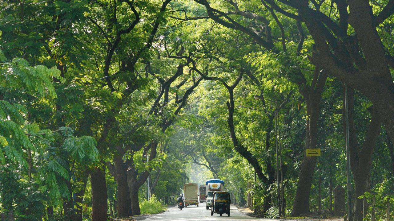 Why tribals and locals are up in arms over development at Aarey Colony ...