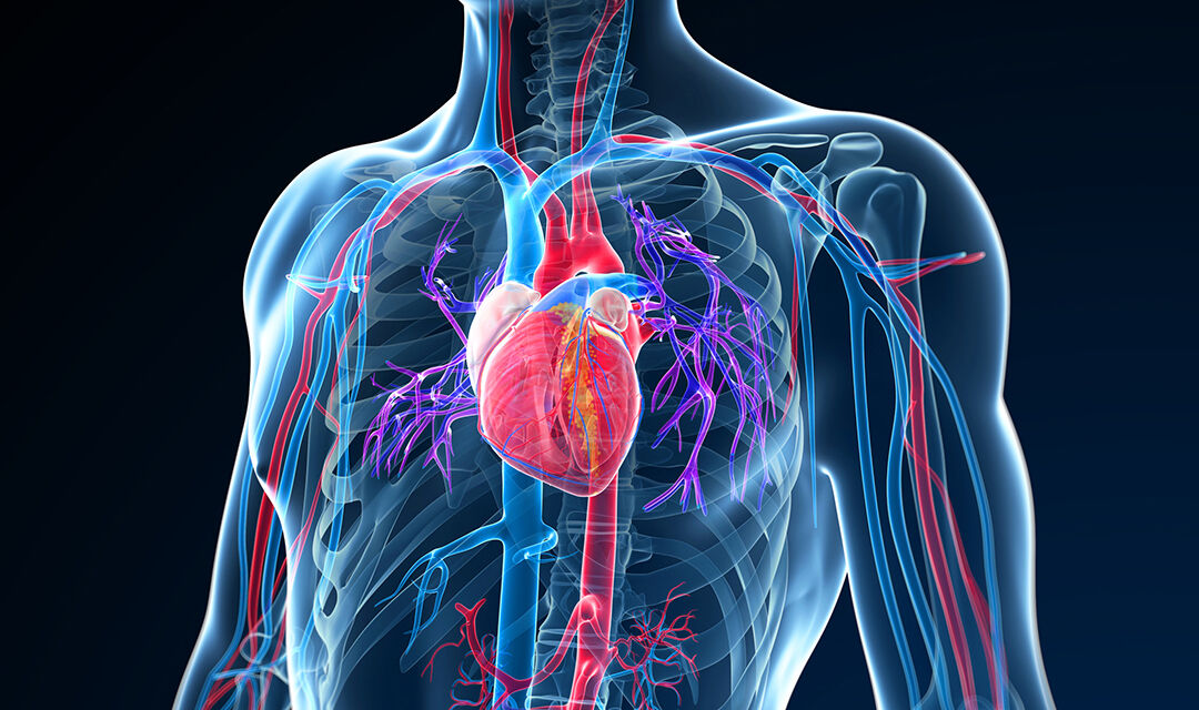 Improving Vascular Health with Vasculera - Health Cise