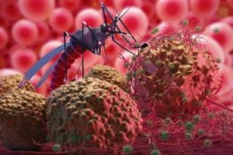 MetLife Dental Providers Phone Number 2025