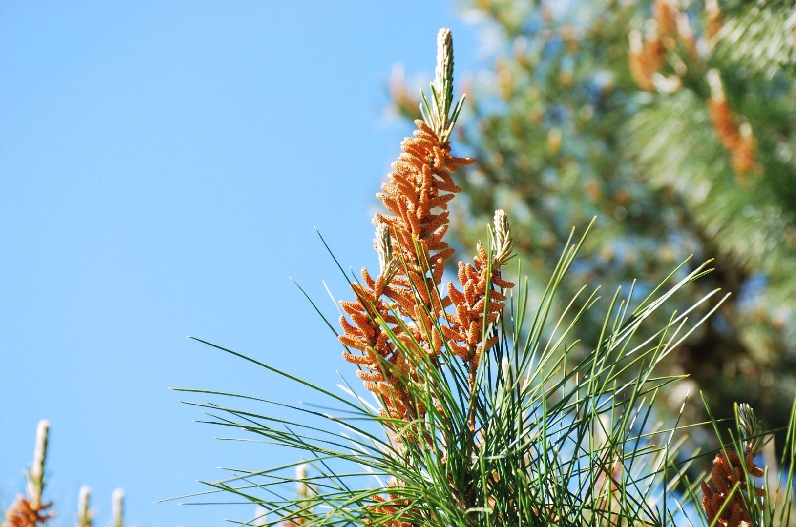 The Surprising Health Benefits of Pine Pollen: Boost Your Immunity ...