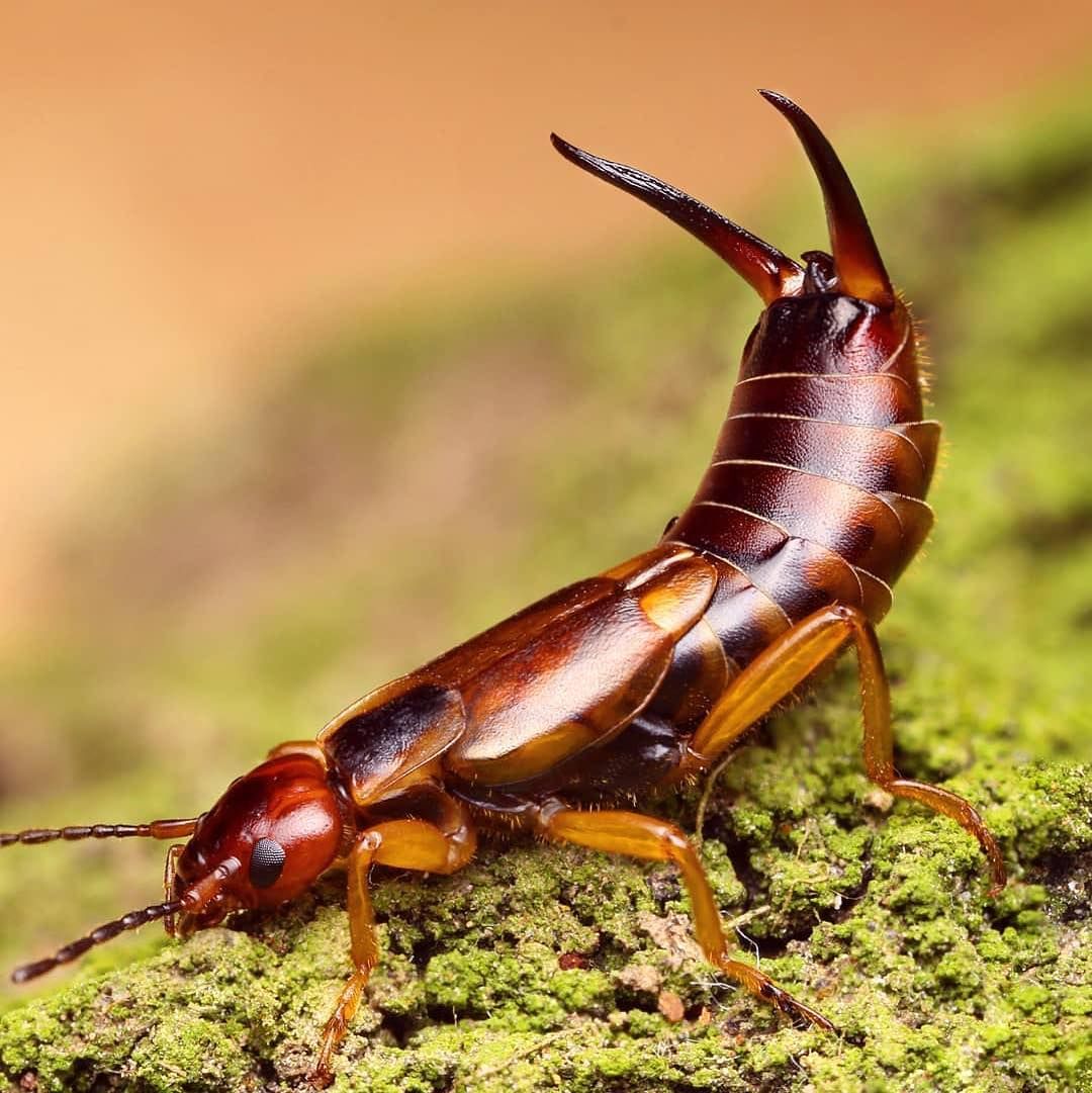 Beware the Earwig Bite: Symptoms and Treatment - Vin Zite
