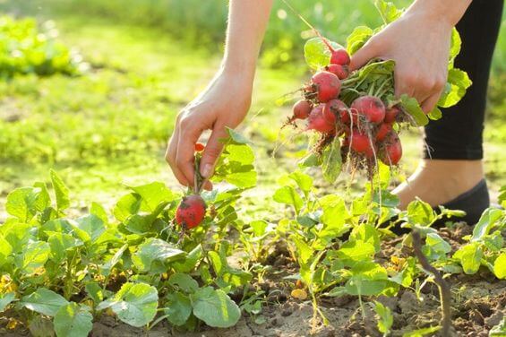 Four Reasons You Should Be Growing Your Own Produce
