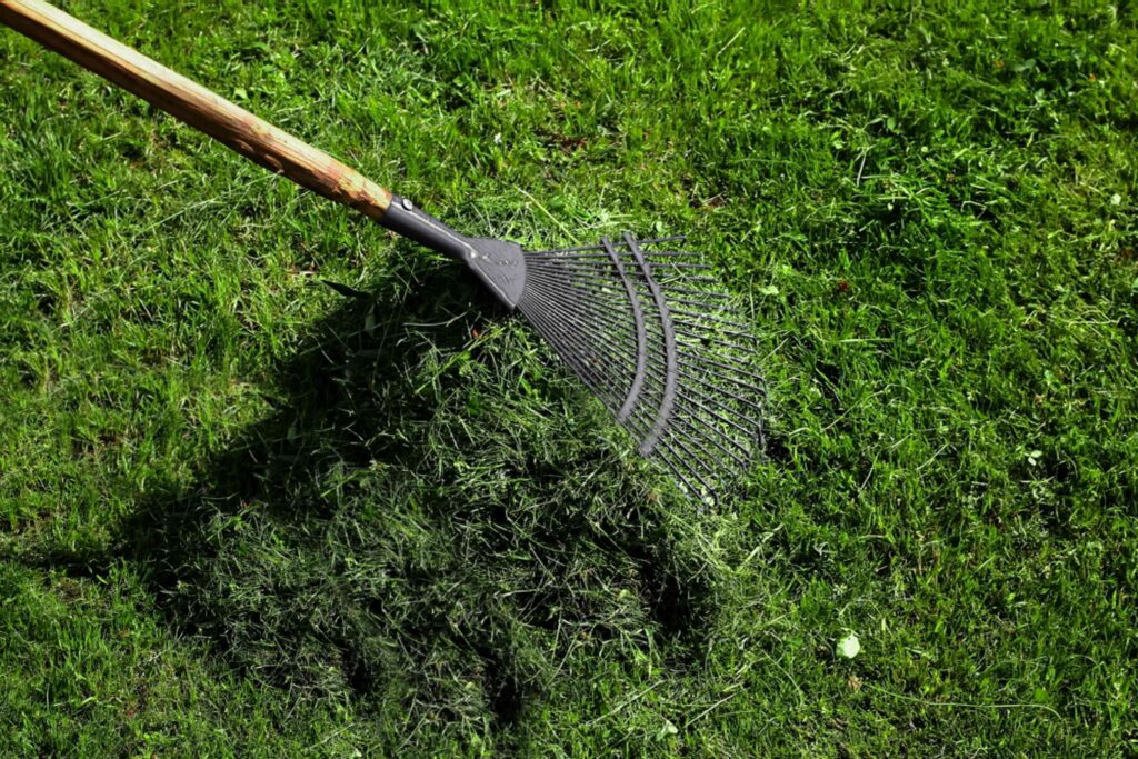 4 Simple Ways To Remove Thatch From Your Lawn Using Expert Advice